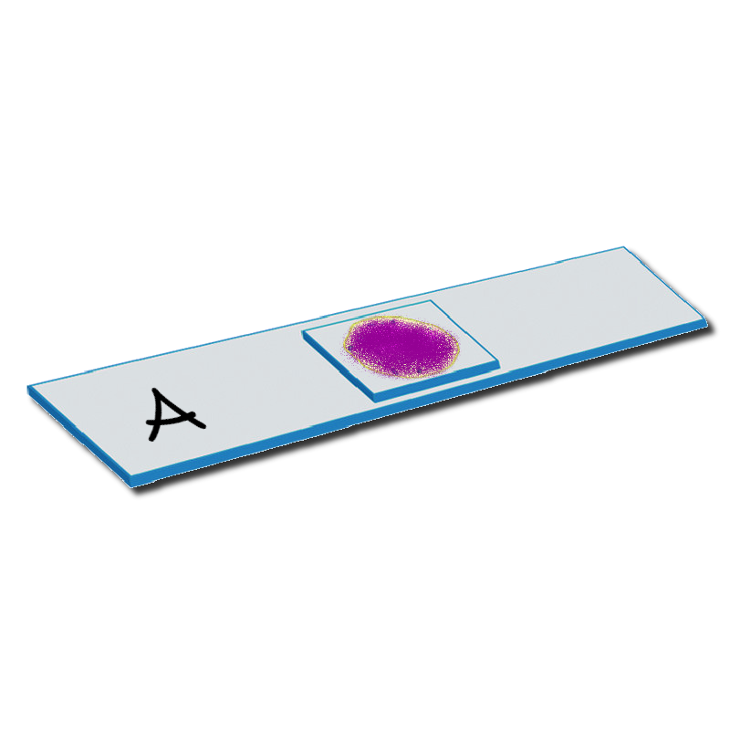 PY_Activité microscope virtuel mitose | Genially