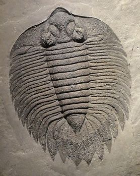 La frise de Rex | Genially