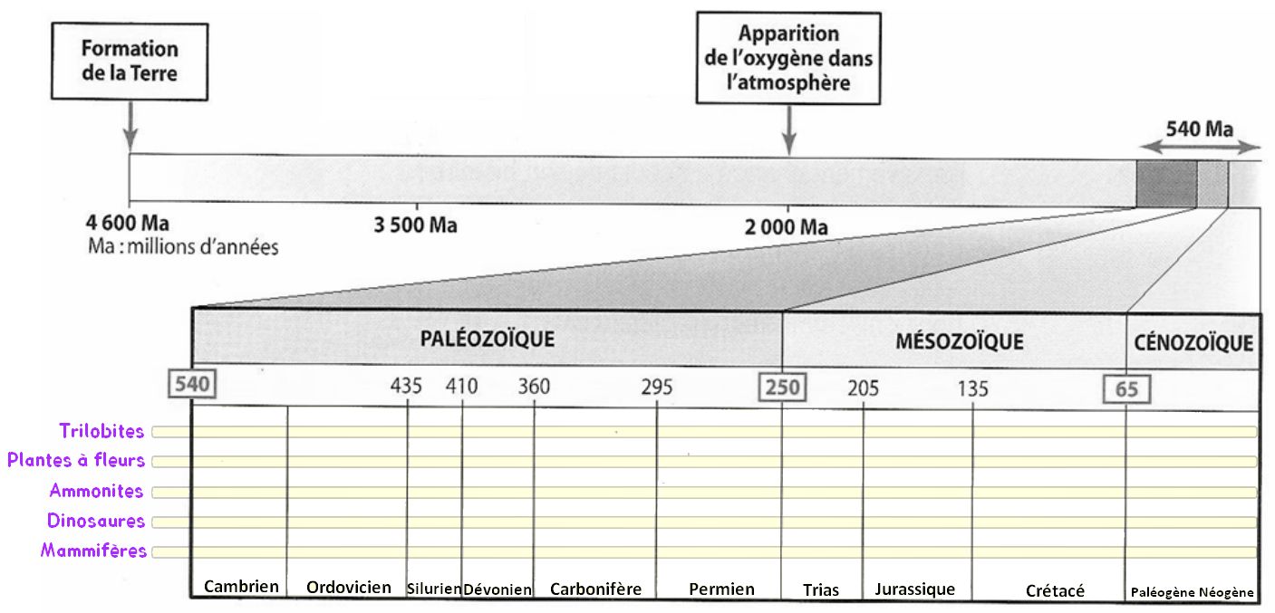La frise de Rex | Genially