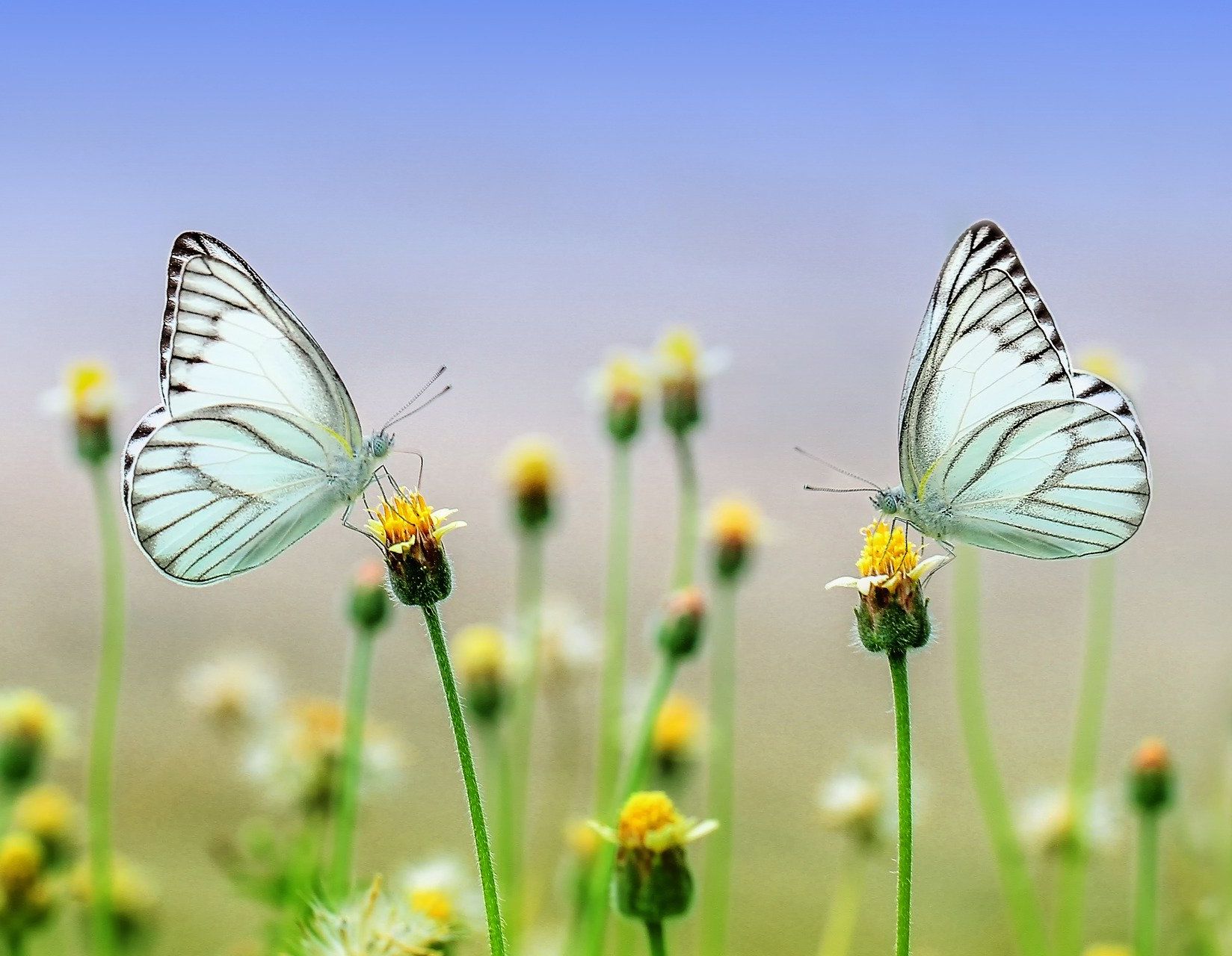 SVT-Seconde copie | Genially