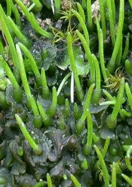 PRÁCTICA BRIOFITOS | Genially