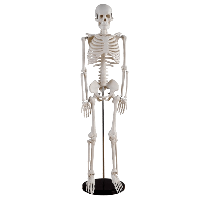 Vers une définition des écosystèmes | Genially