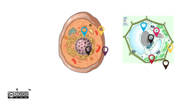 Animalia Eta Landare Zelula