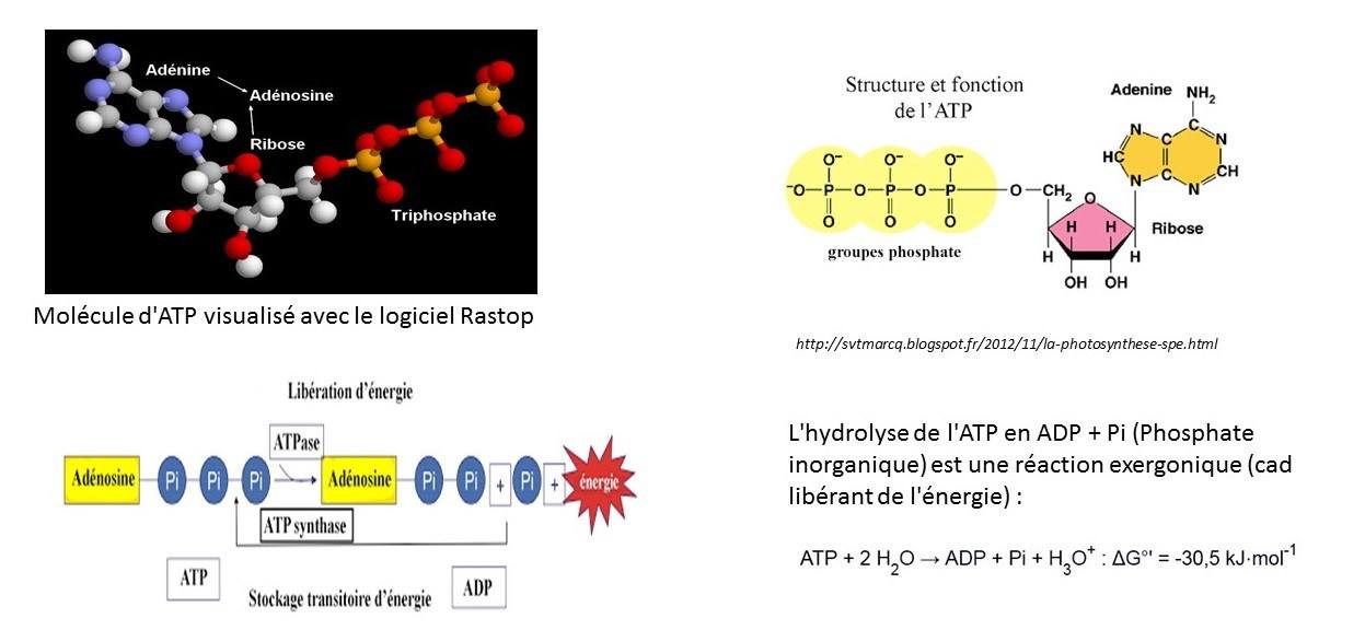 classe inversée respi fermentation | Genially