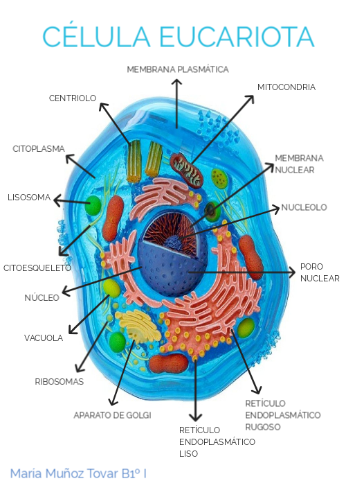 CÉLULA EUCARIOTA ANIMAL | Genially