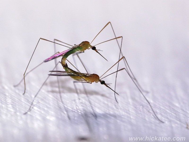 Cycle de vie du moustique