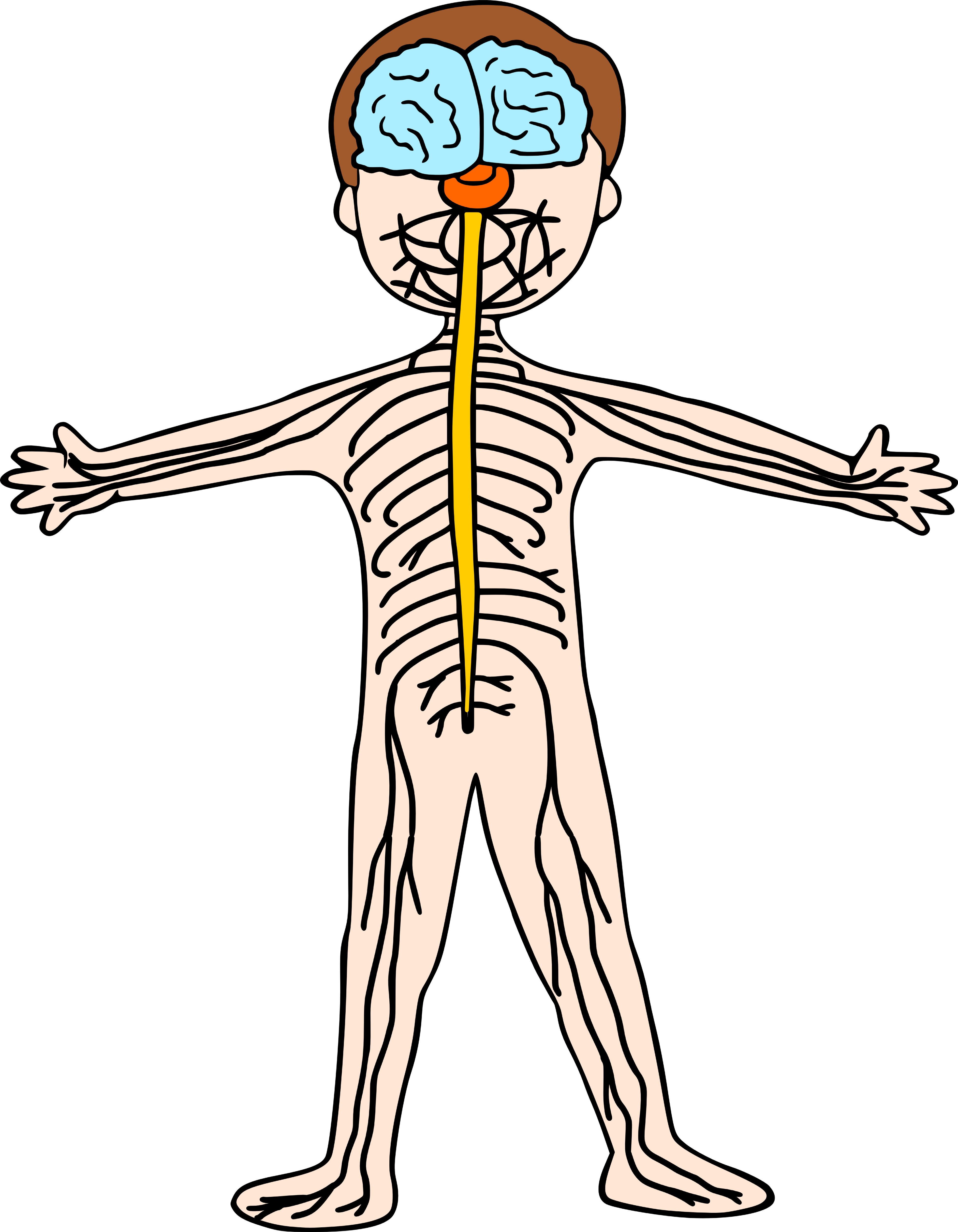 Human Body Systems | Genially