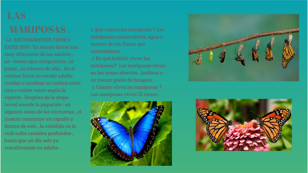 LAS MARIPOSAS