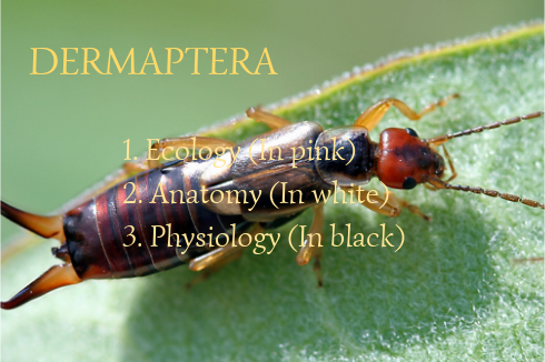 Dermaptera