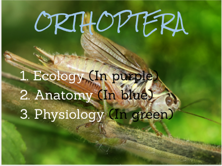 Orthoptera