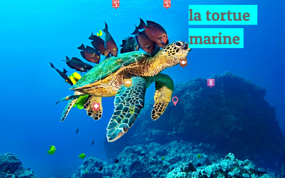 tortue marine | Genially