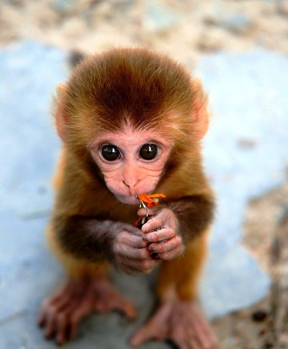 LA OCA DE LOS VERBOS | Genially