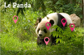 panda | Genially