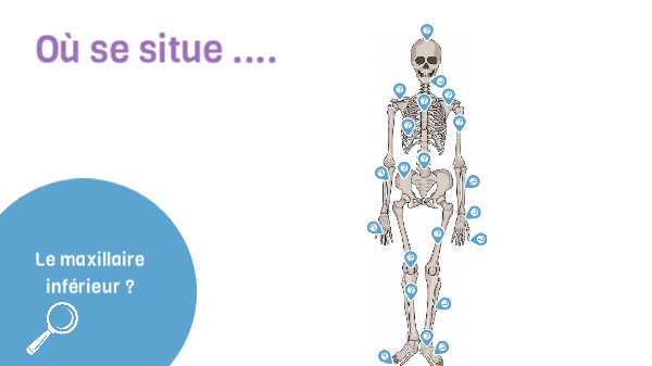 les os du squelette | Genially