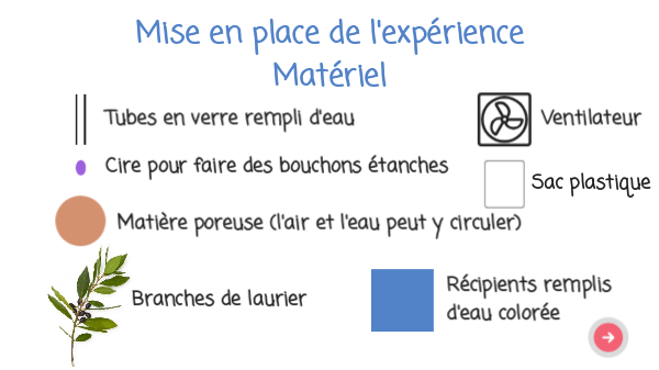 Expérience potomètre