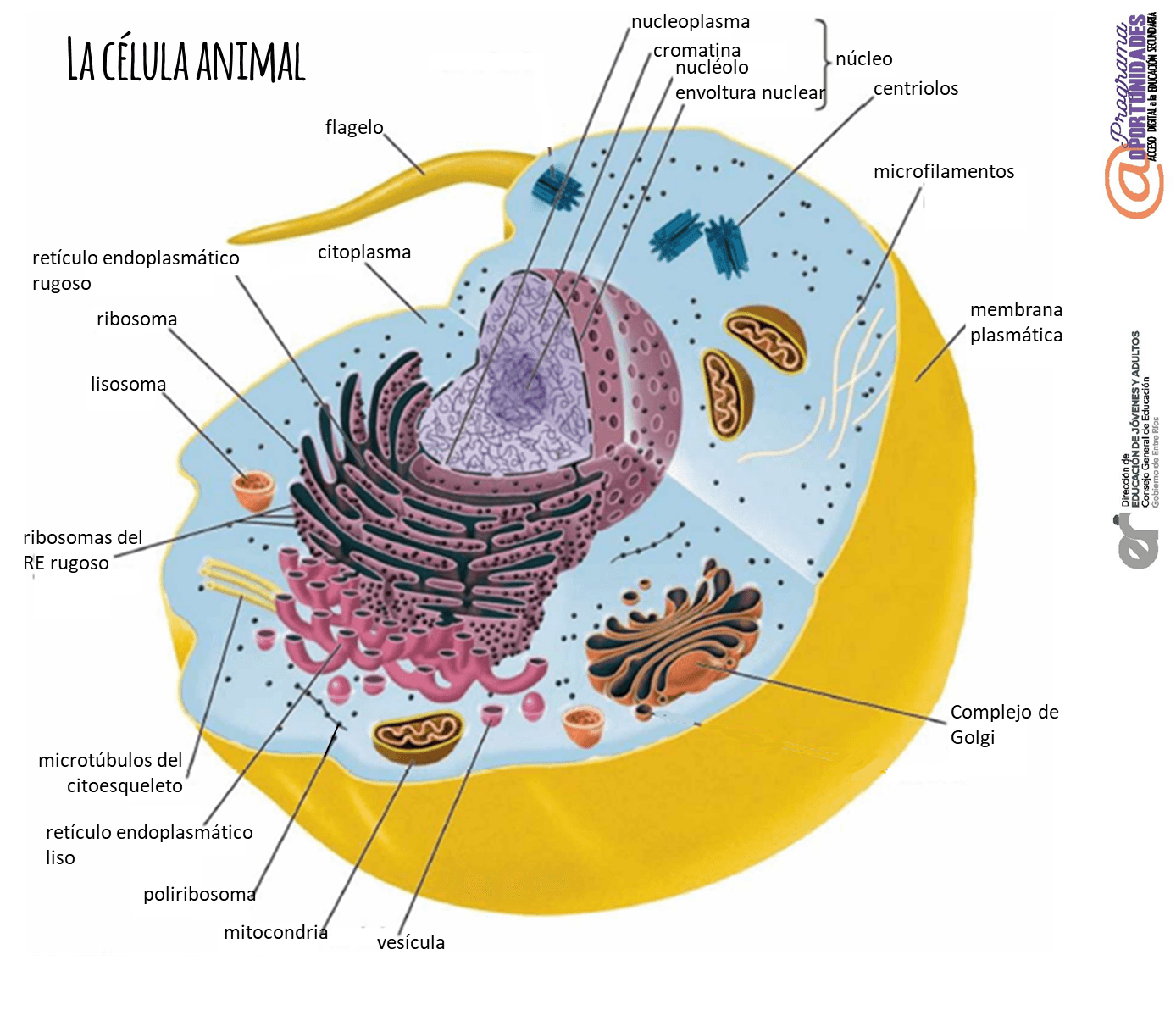 Célula Animal Célula Animal Rompecabezas En Línea