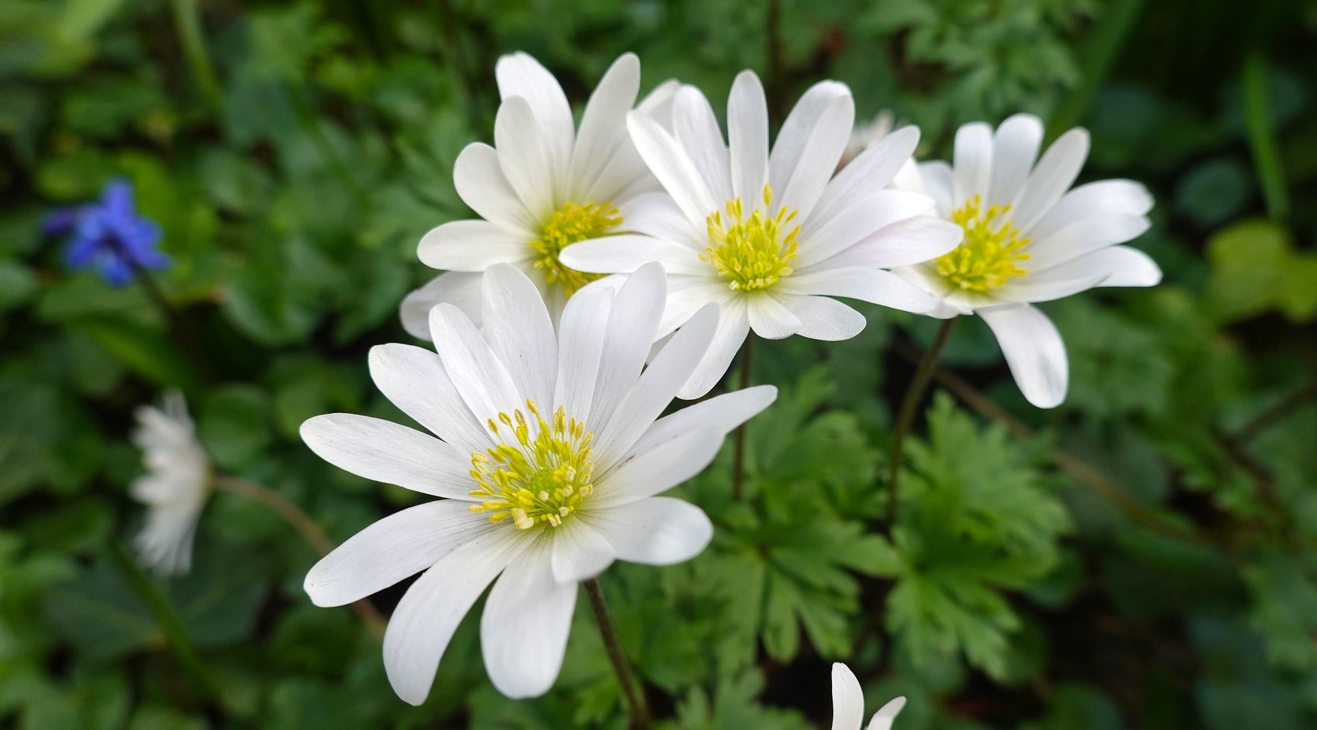 Wiosenne kwiaty | Genially