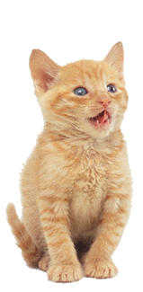 Els substantius_quart de primária_valencià | Genially