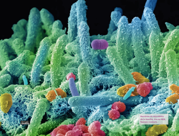 Le microbiote humain (seconde SVT) | Genially