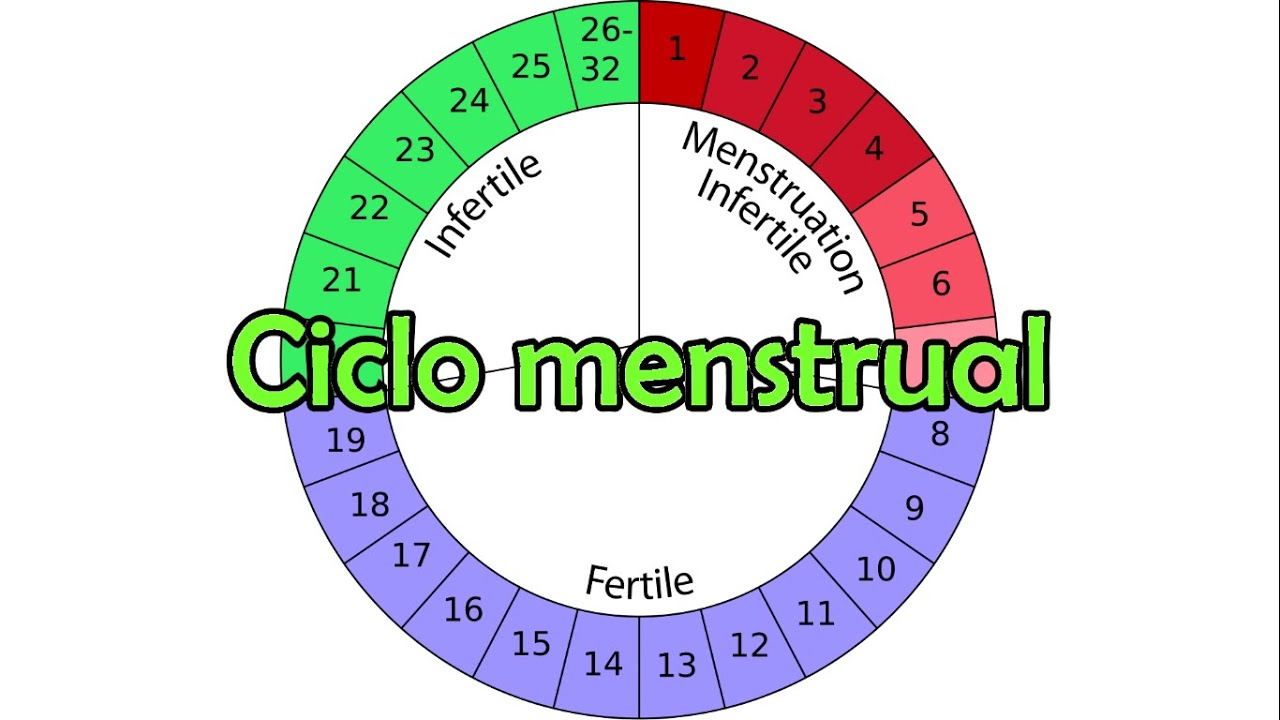Cicle menstrual | Genially