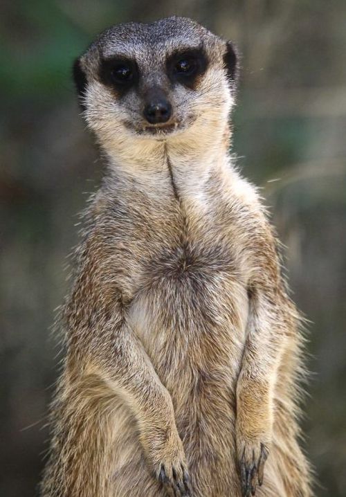 Activité 3 - La communication animale | Genially