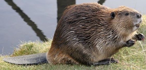 Activité 3 - La communication animale | Genially