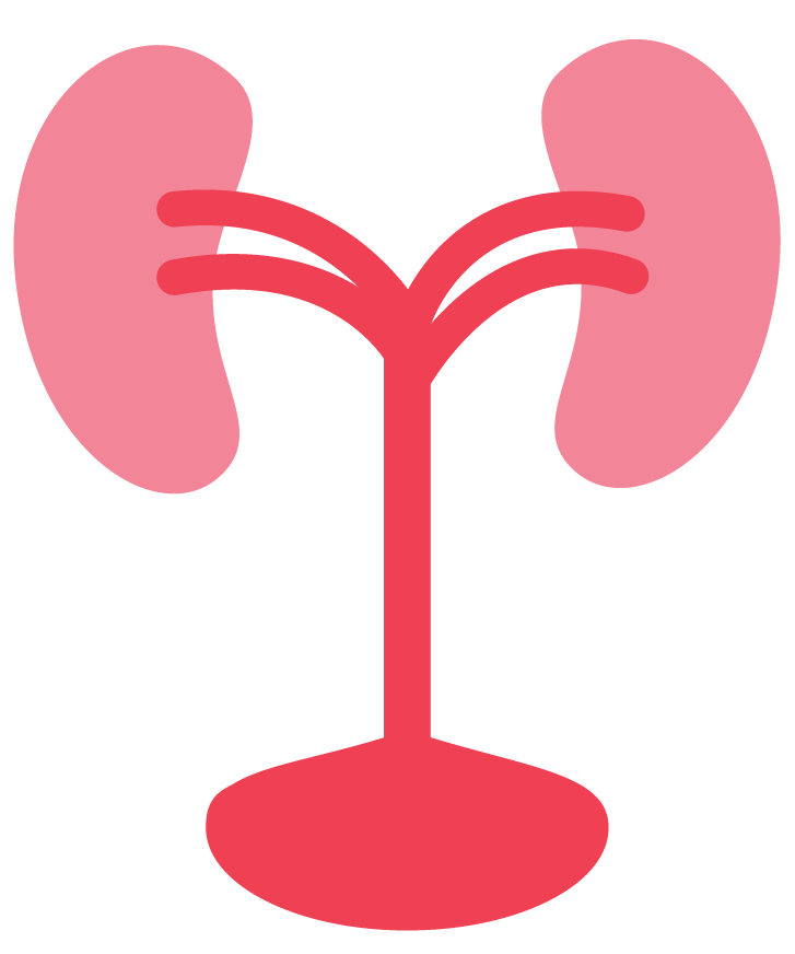 Układ wydalniczy podsumowanie klasa 7 | Genially