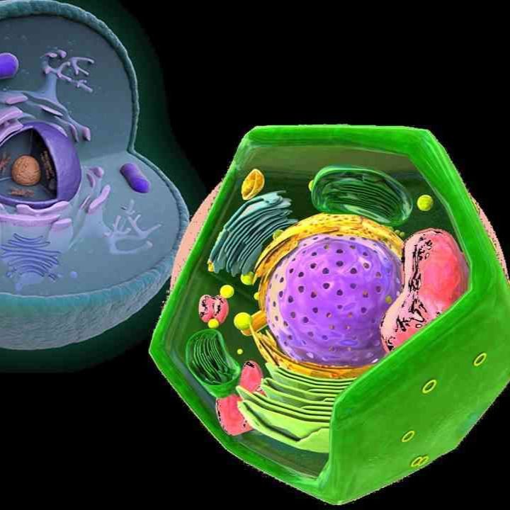 Celula Eucariotica Real CÉLULA EUCARIOTA ANIMAL | Genially