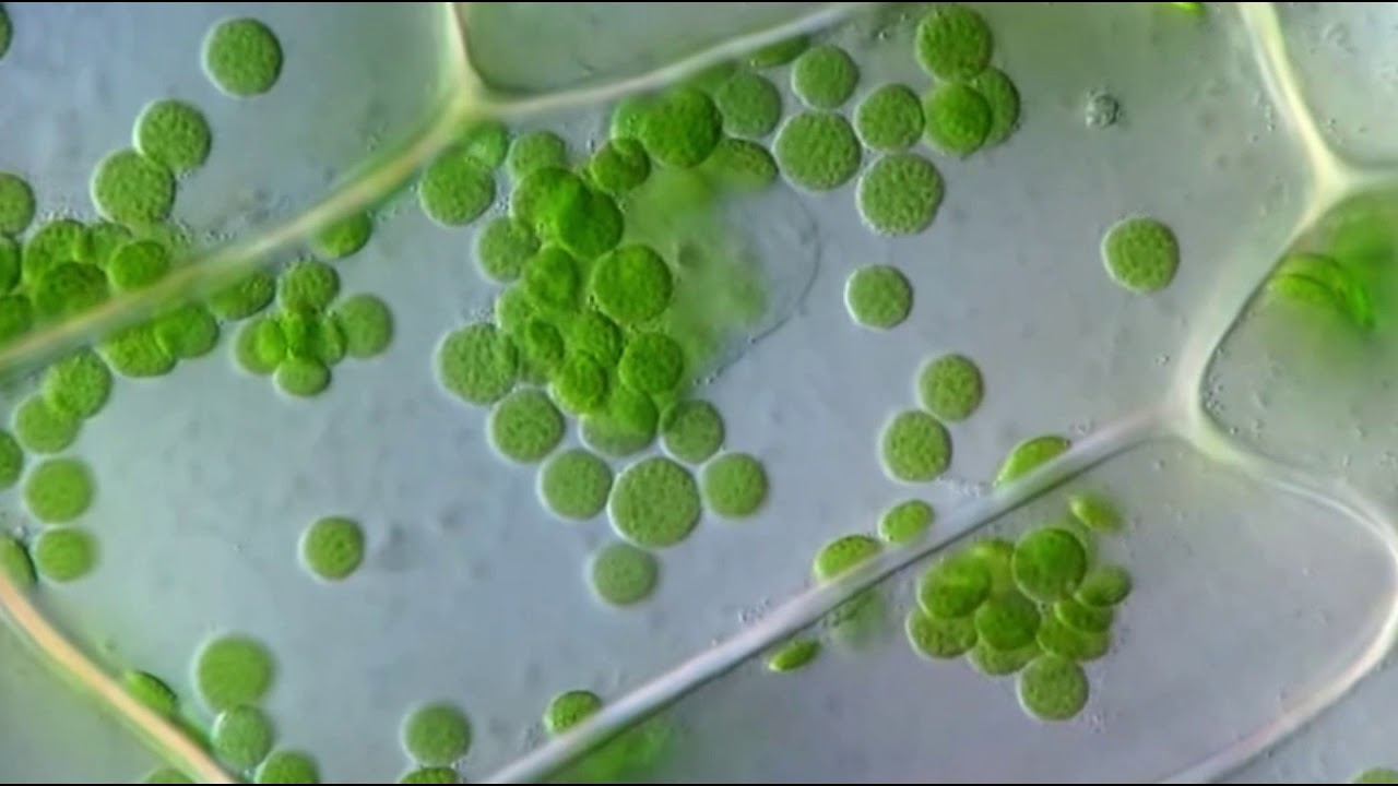 Observation d'une feuille d'élodée au microscope | Genially