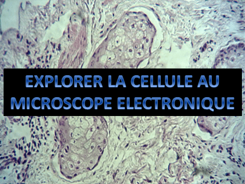 Explorer la cellule au microscope électronique | Genially