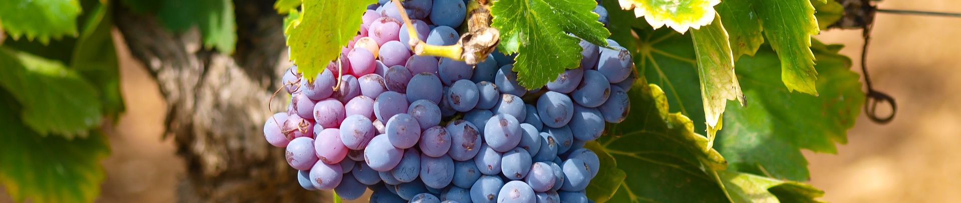 Como entrar a racima | Genially