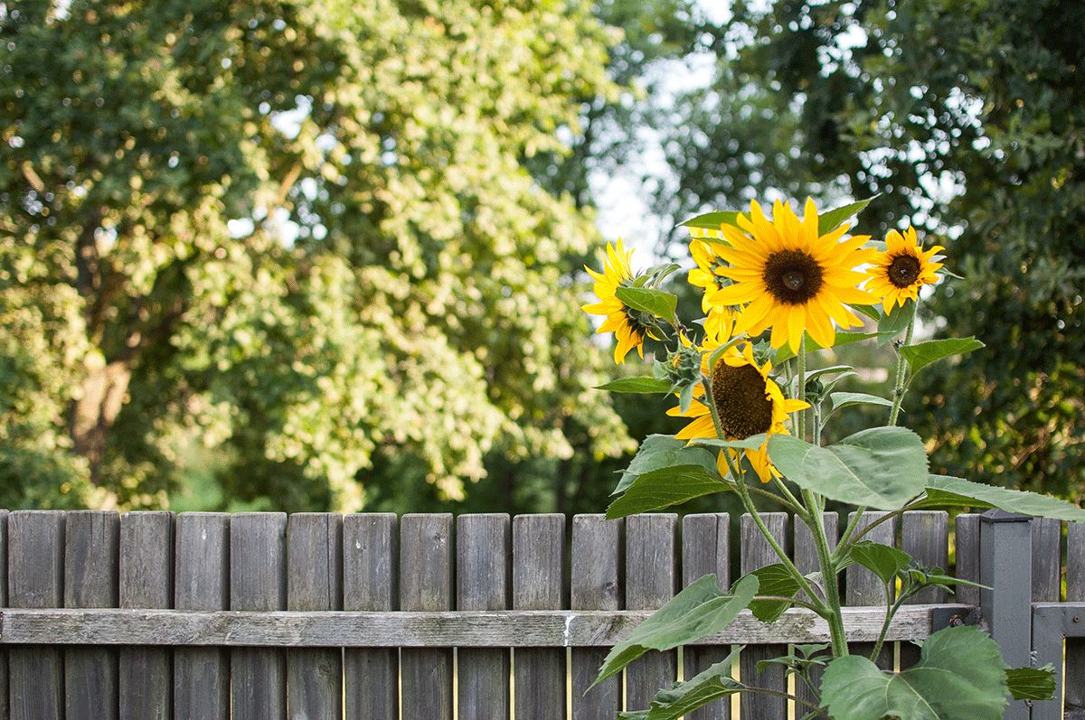 Uczę się w domu 1a | Genially