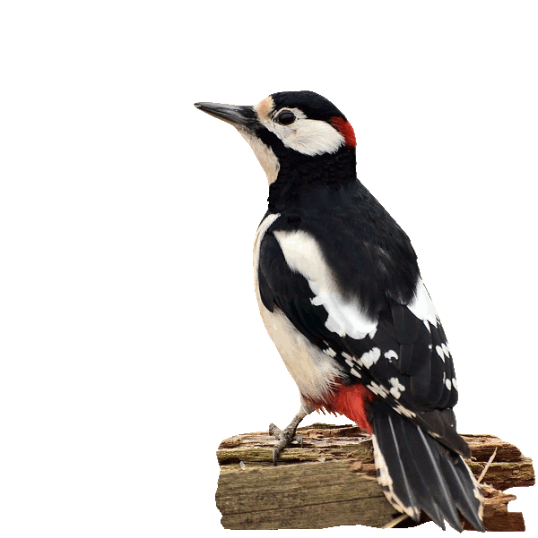 W magicznym lesie-Discovering Genially-Polska