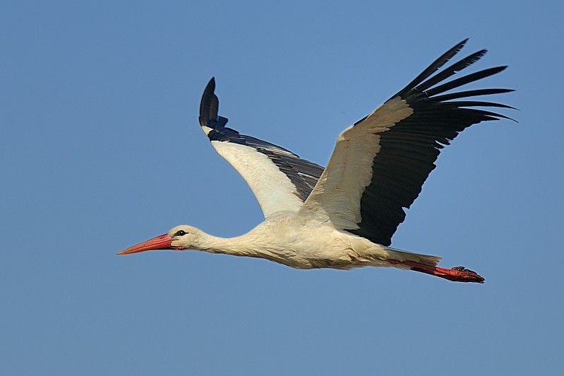 Bocian Biały | Genially