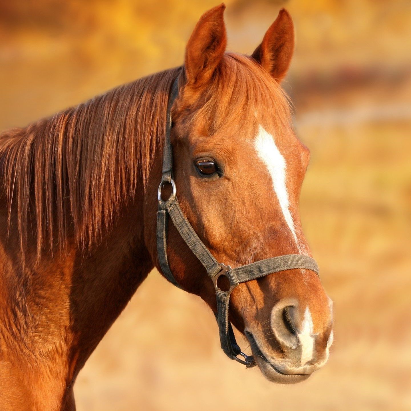 The Paraphrasing Game | Genially