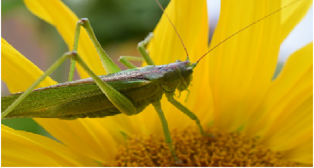 INSETTI copy | Genially