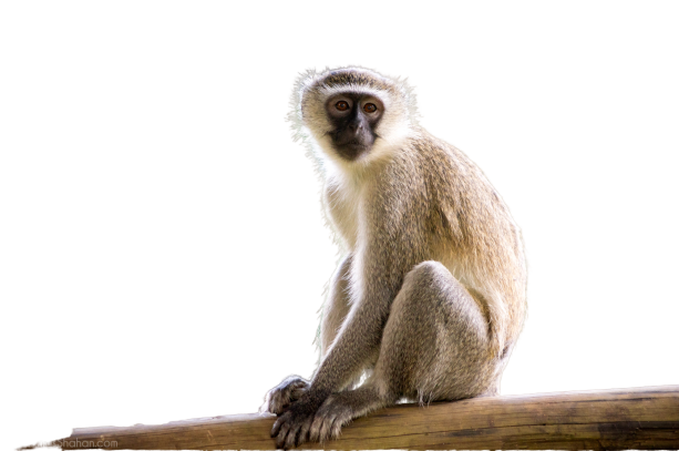 Mishmash English Fruits | Genially