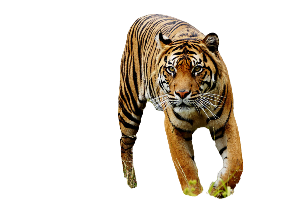 Mishmash English Fruits | Genially