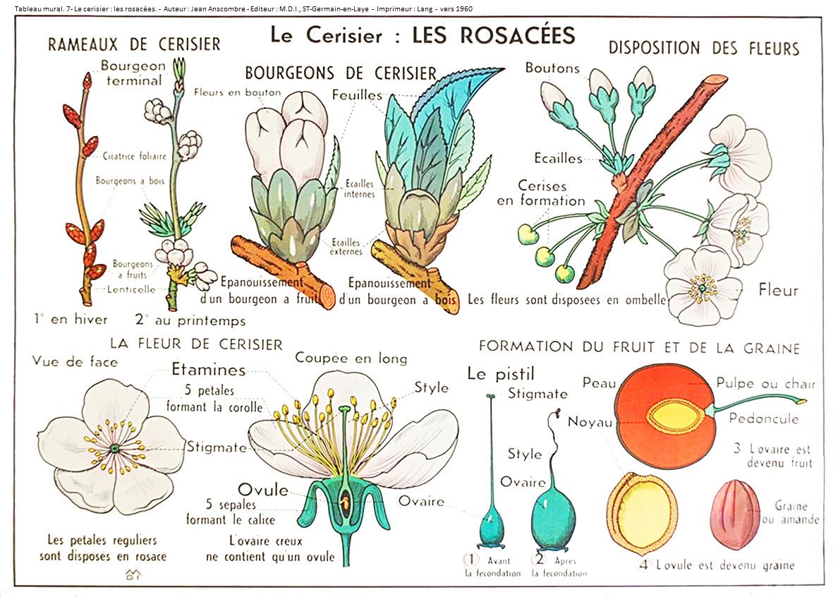 Schéma d'une fleur | Genially
