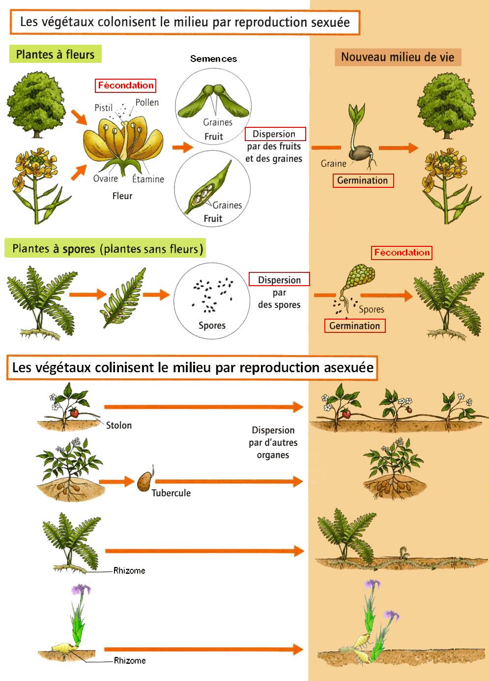 Reproduction Asexuée Des Plantes Le Cycle De Reproduction Asexuée De
