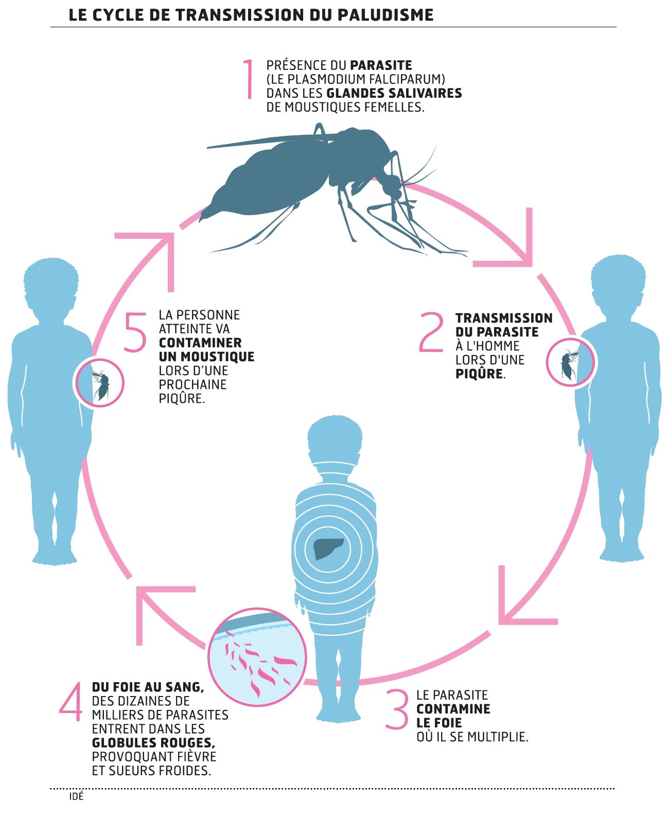 Paludisme | Genially