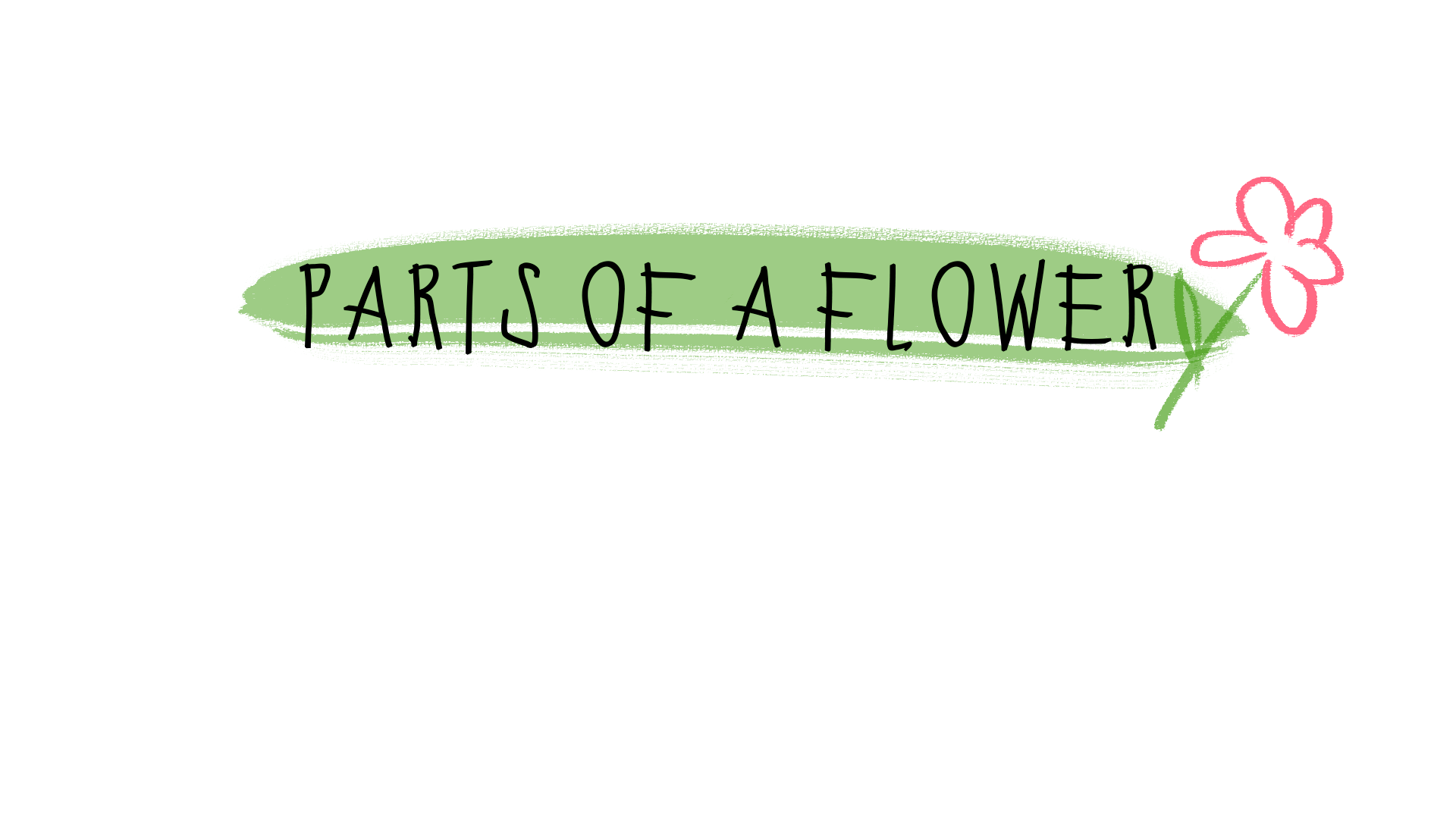 PARTS OF A FLOWER