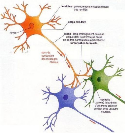 La transmission synaptique | Genially