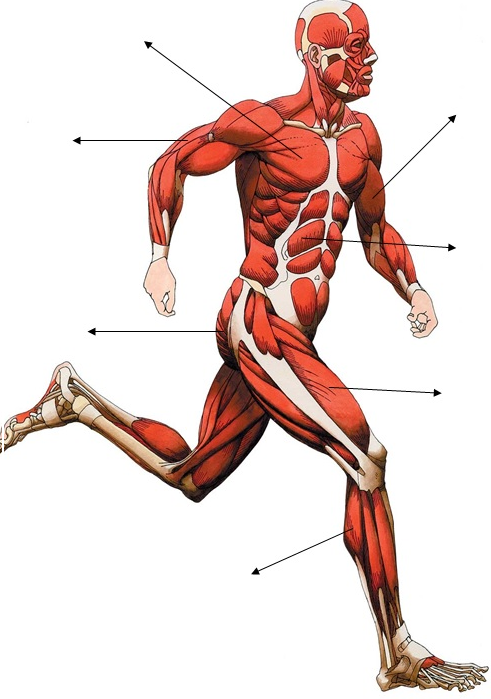 MUSCLES- 1st Grade | Genially