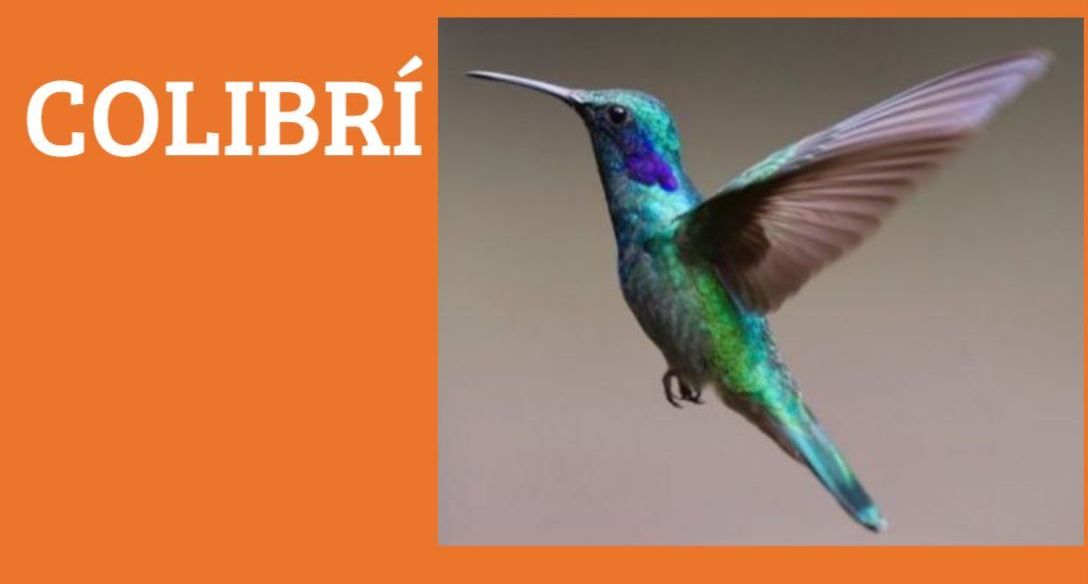 RETO AVES EN PURÉPECHA | Genially