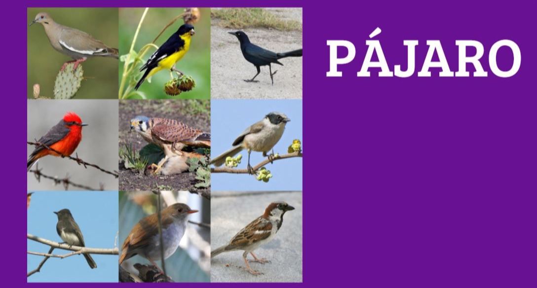 RETO AVES EN PURÉPECHA | Genially