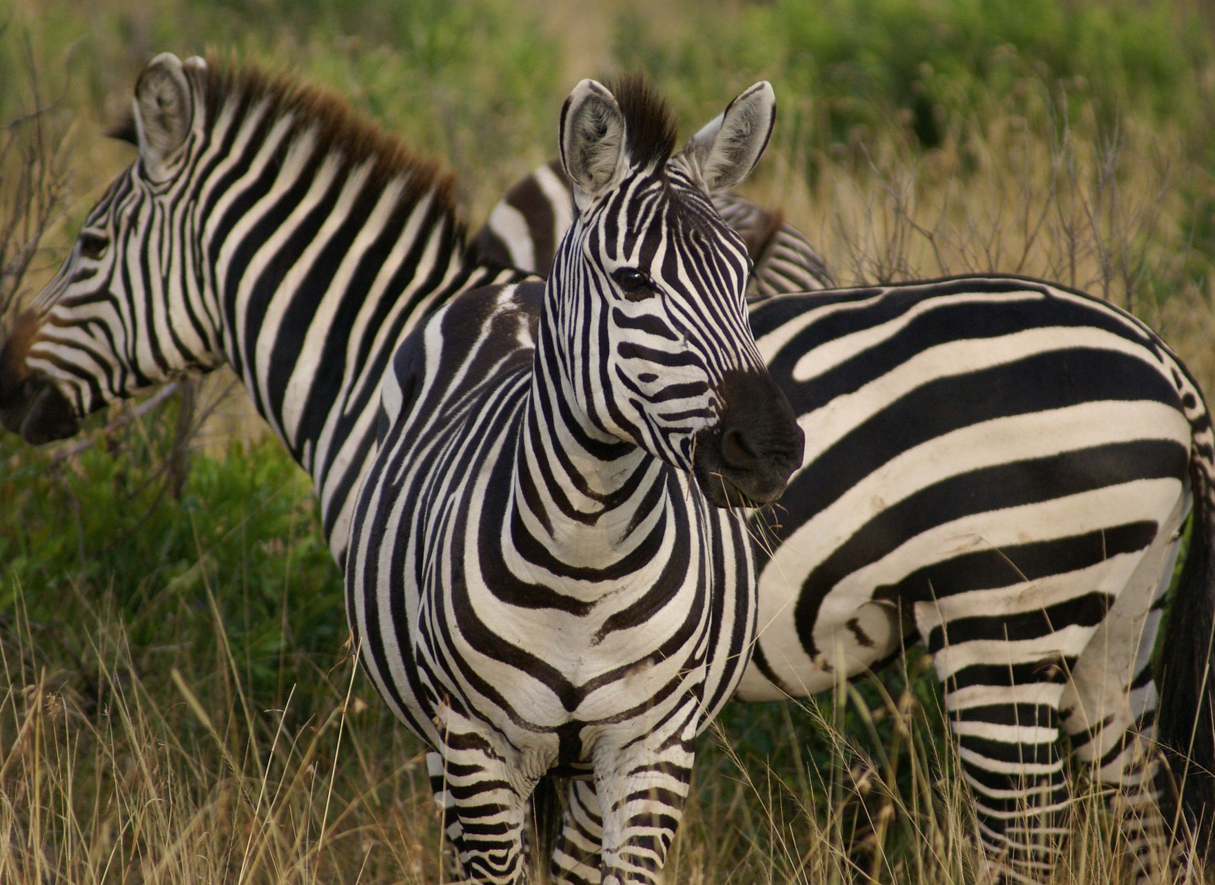Wild animals of Africa | Genially