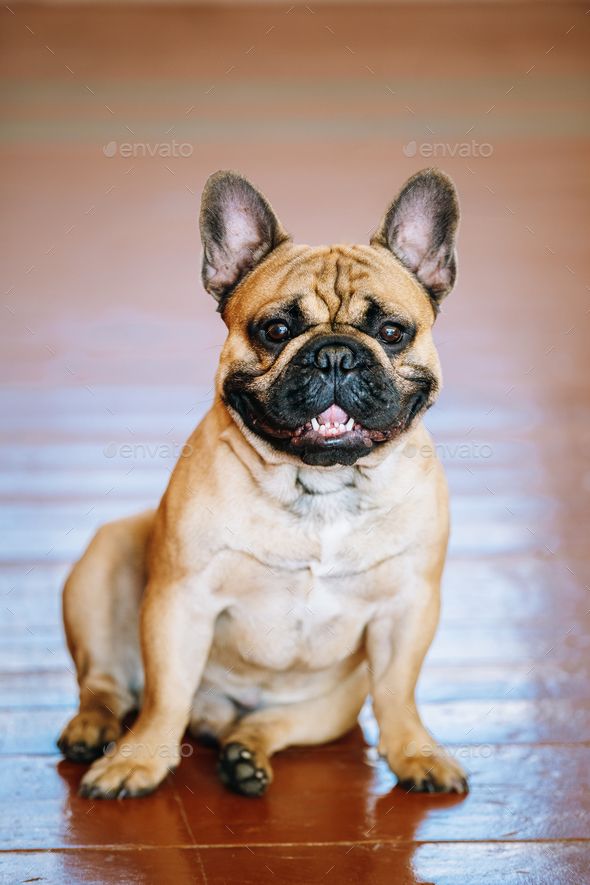 animal photography | Genially