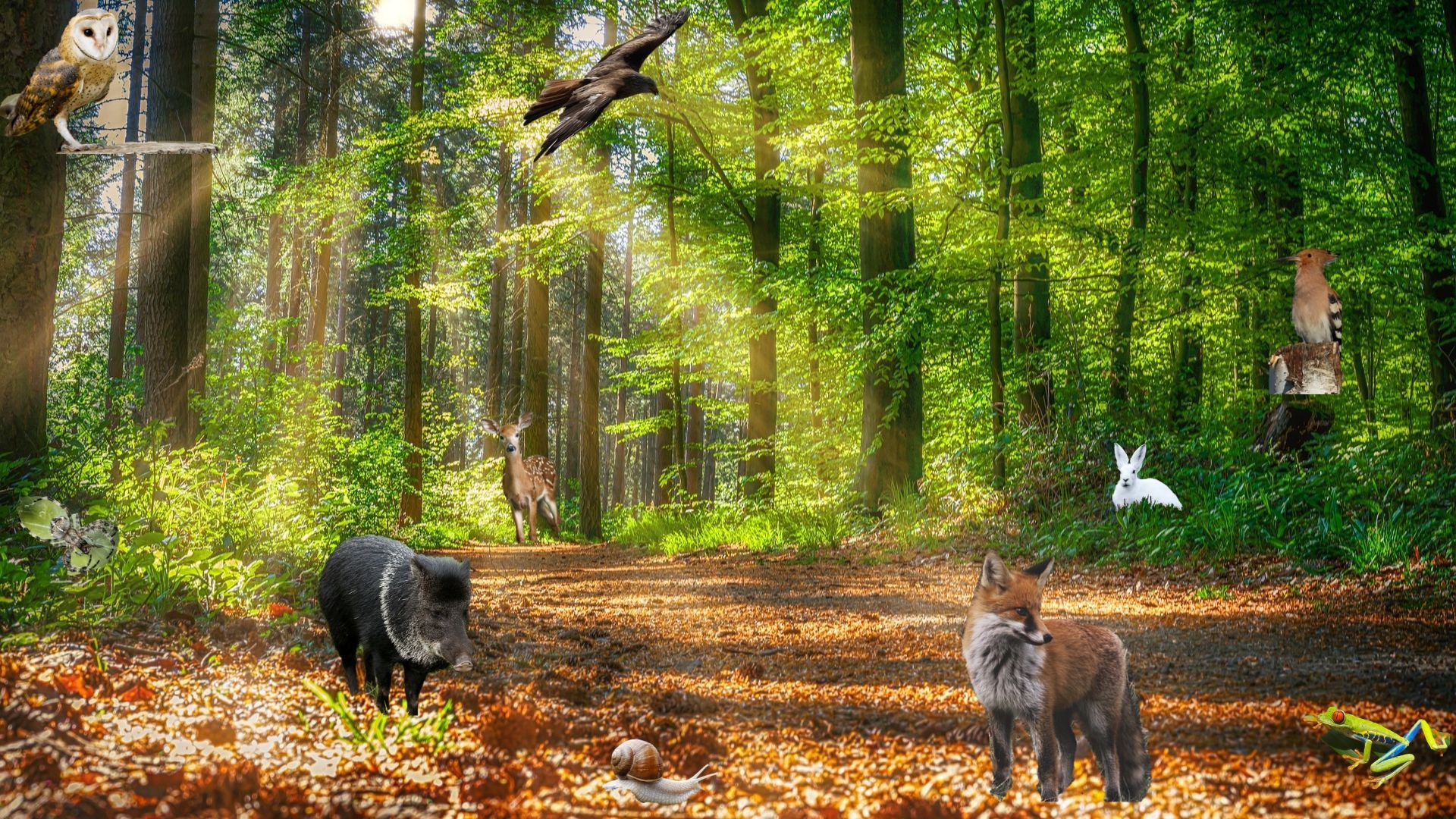 LOS ANIMALES DEL BOSQUE | Genially