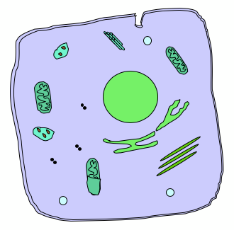 The cells | Genially